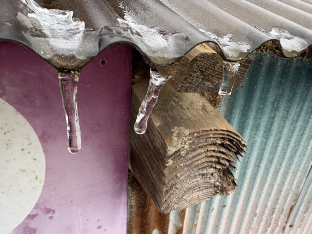 森の木:おにぎり（岡本） | 学校法人 白水学園